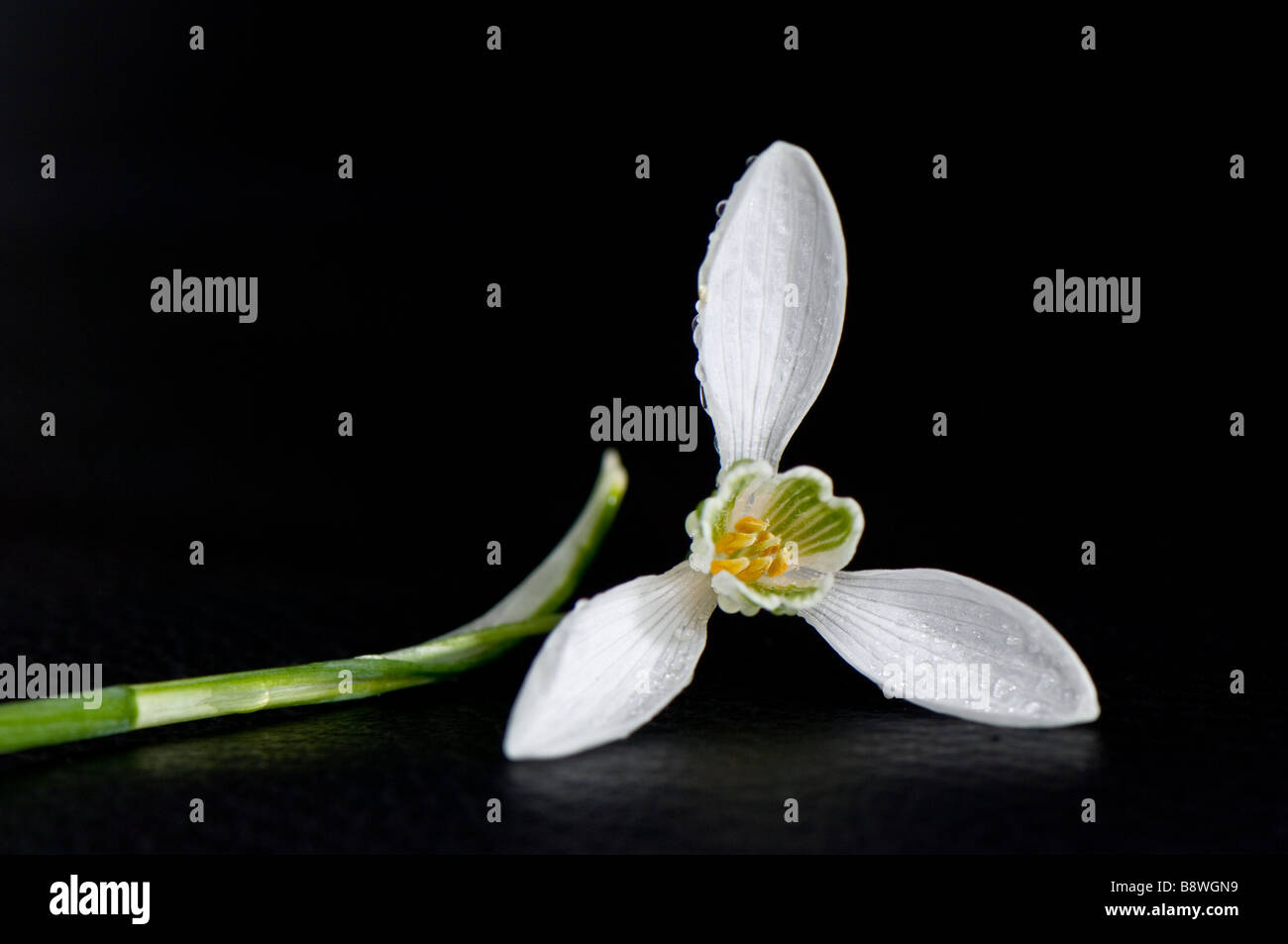 Snowdrop with water droplets hi-res stock photography and images - Alamy