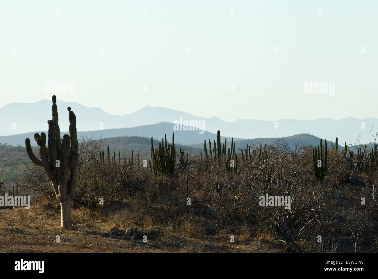 Desert mexico cactus hi-res stock photography and images - Alamy