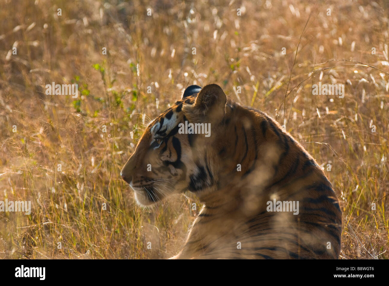 Tiger Back Of Head High Resolution Stock Photography and Images - Alamy