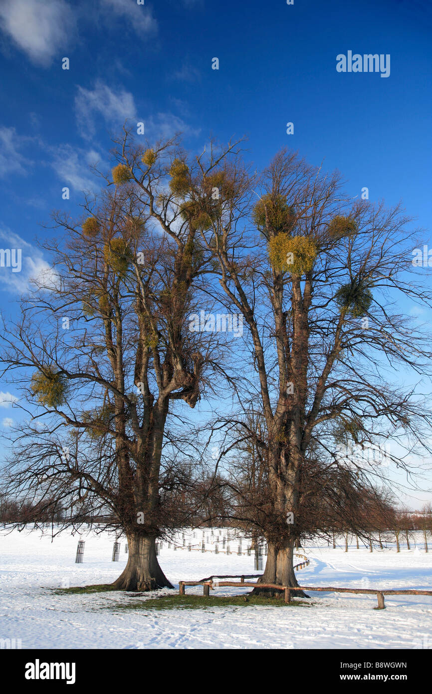 Mistletoe Bush Growing on Trees in English Woodland New Forest National ...