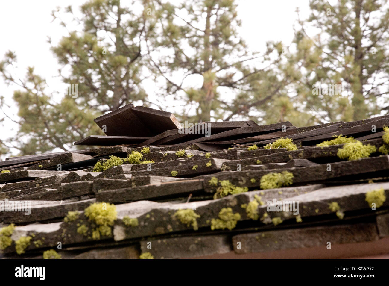 Moss green roof hi-res stock photography and images - Alamy