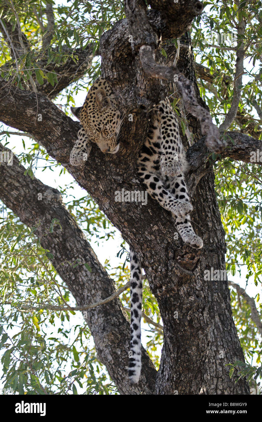 Botswana leopard cub hi-res stock photography and images - Alamy