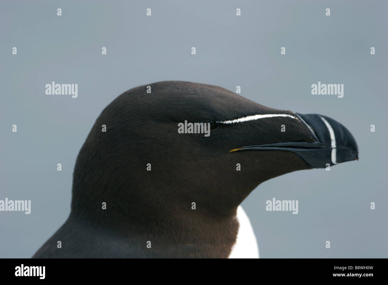 Razorbill alca torda single adult hi-res stock photography and images ...