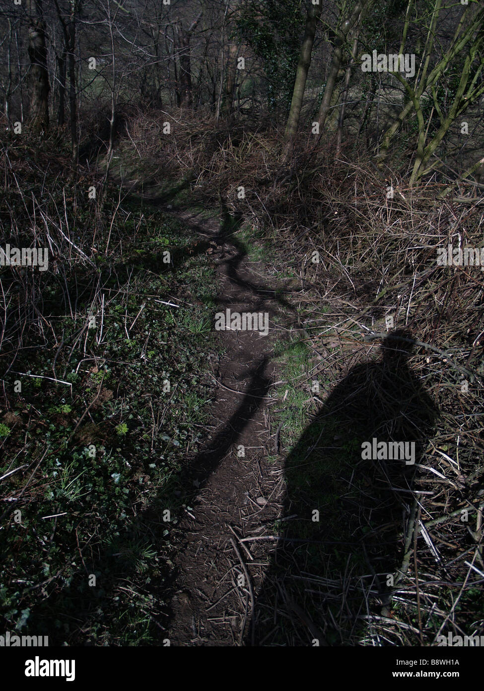 A shadow during a walk through small copse of trees, North York Moors ...
