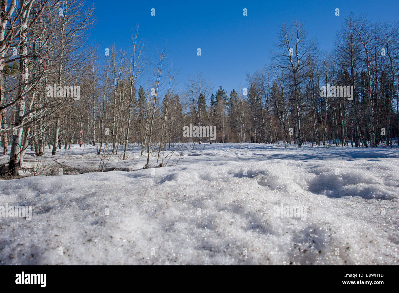 Snow covered field with pine trees Stock Photo - Alamy