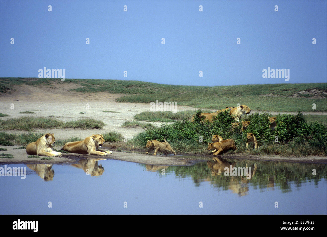 Group family seven lionesses lioness hi-res stock photography and ...