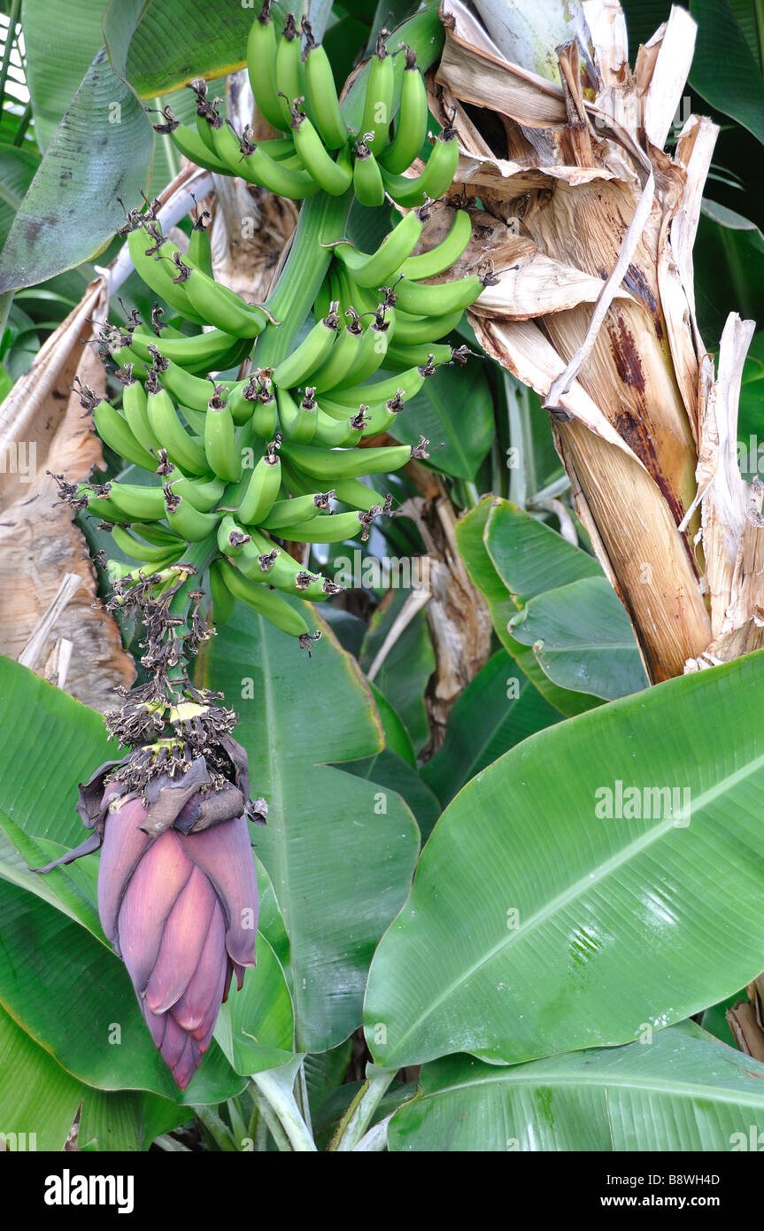 Musaceae hi-res stock photography and images - Alamy