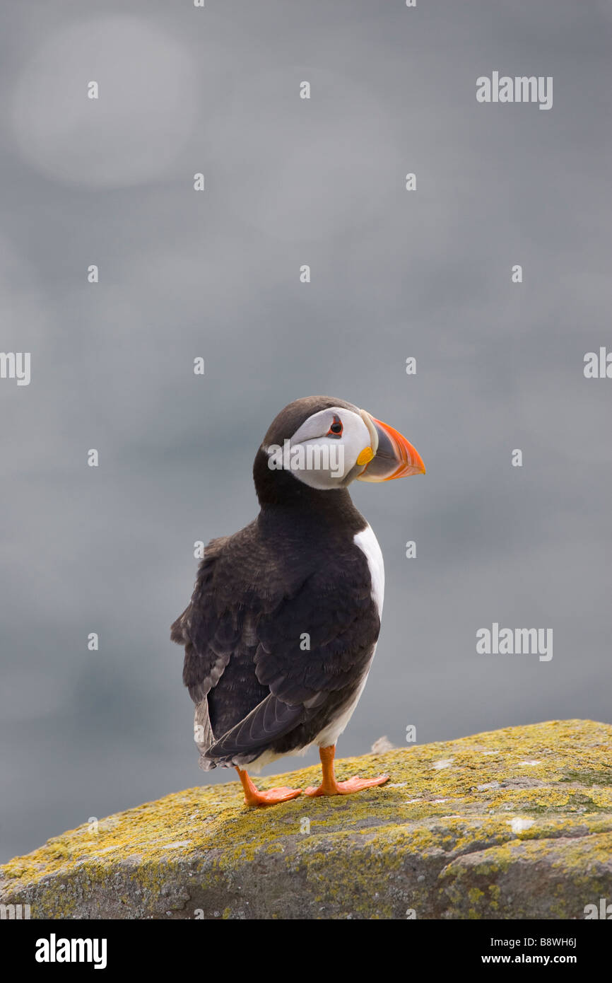 A Puffin Resting Stock Photo - Alamy