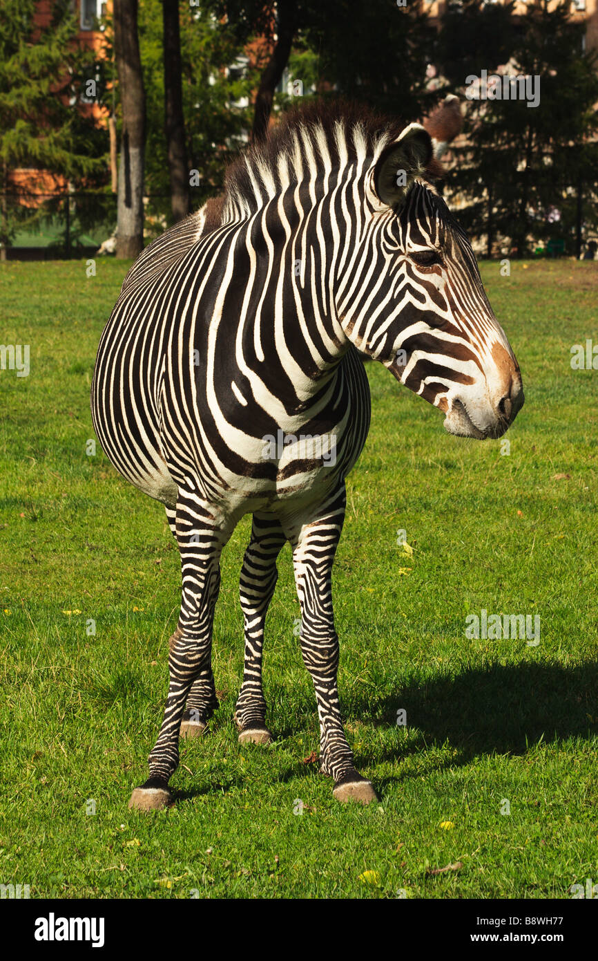 The zebra in the Moscow zoo costs on a green lawn Stock Photo - Alamy