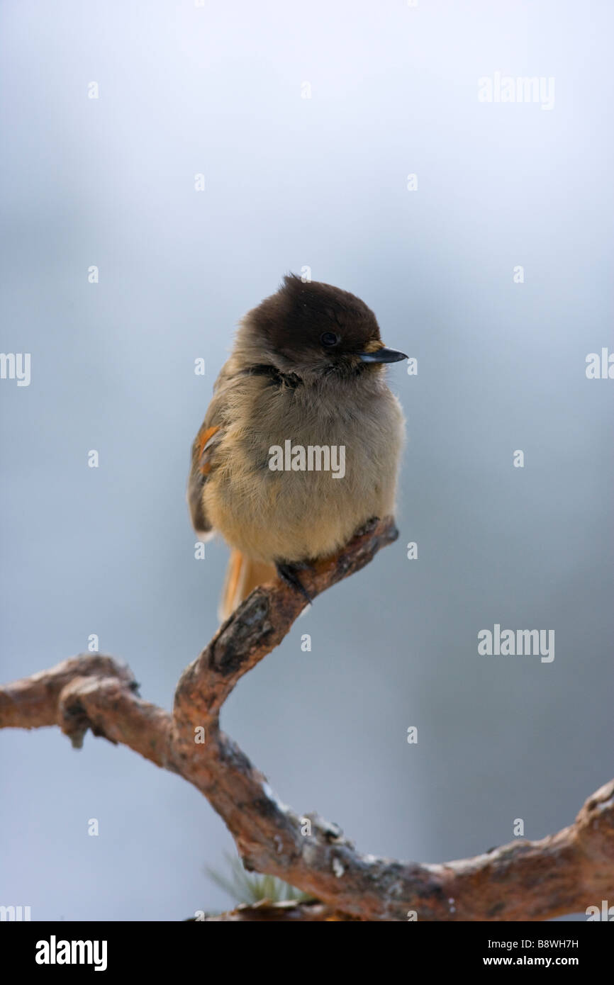 Tree branch perch hi-res stock photography and images - Alamy
