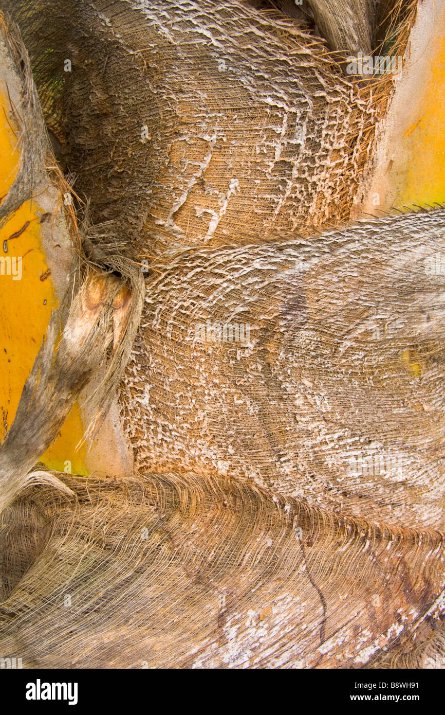 Coconut palm cocos nucifera close up hi-res stock photography and ...
