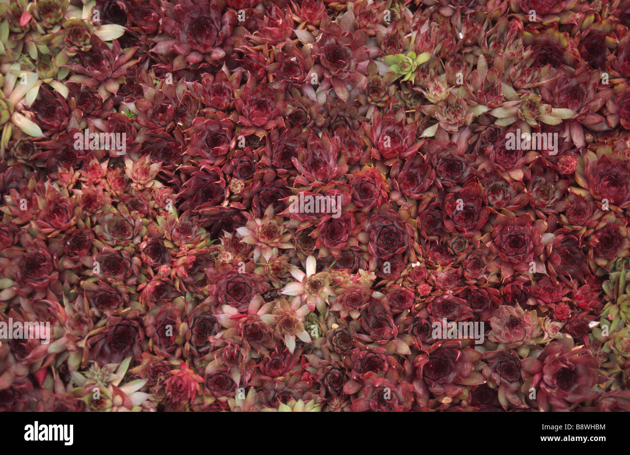 The alpine succulent plant called sempervivum from the Crassulaceae ...