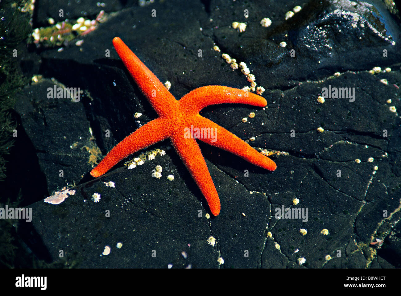 Blood star henricia hi-res stock photography and images - Alamy