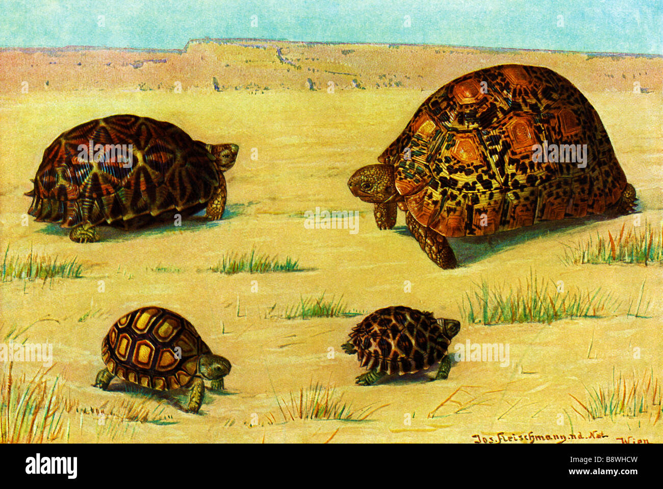 Serrated Tortoise,Testudo oculifera,Testudo pardalis Stock Photo - Alamy