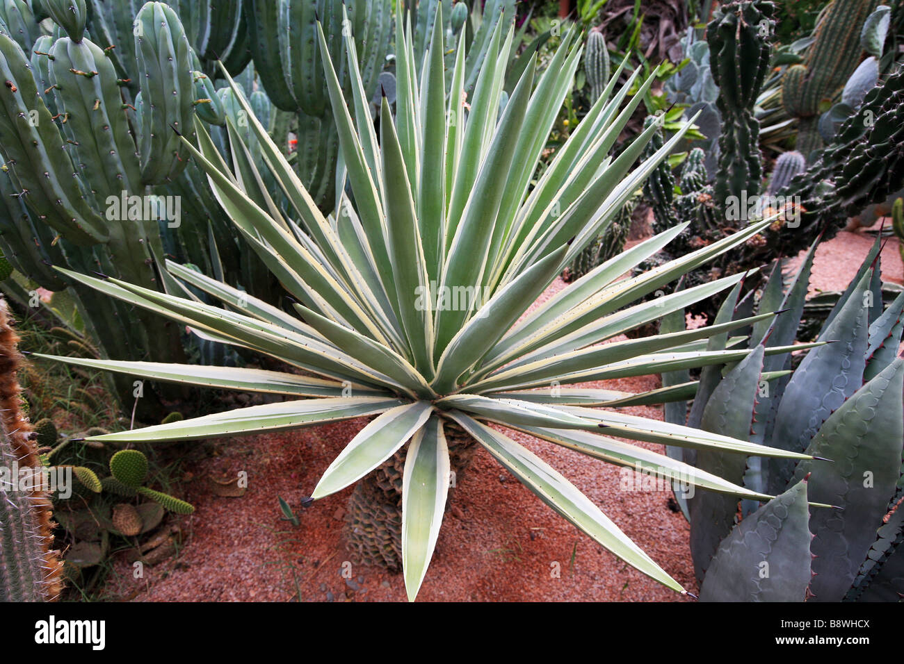 Screwpine (Pandanus sp.) cactus Majorelle Gardens, Marrakech, Morocco ...