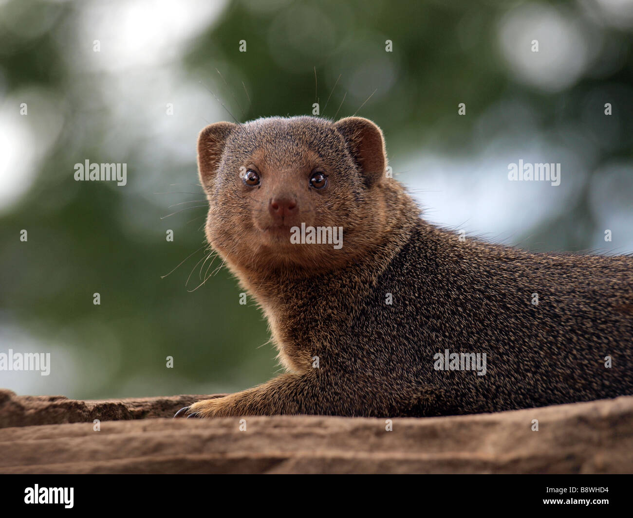 Mongoose whiskers hi-res stock photography and images - Alamy