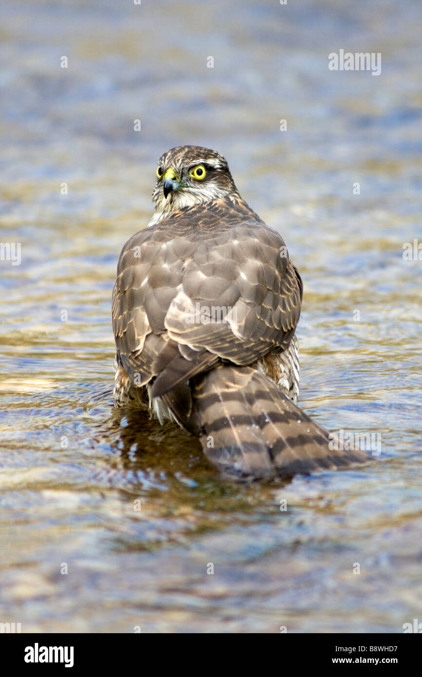 Sparrowhawk behaviour hi-res stock photography and images - Alamy