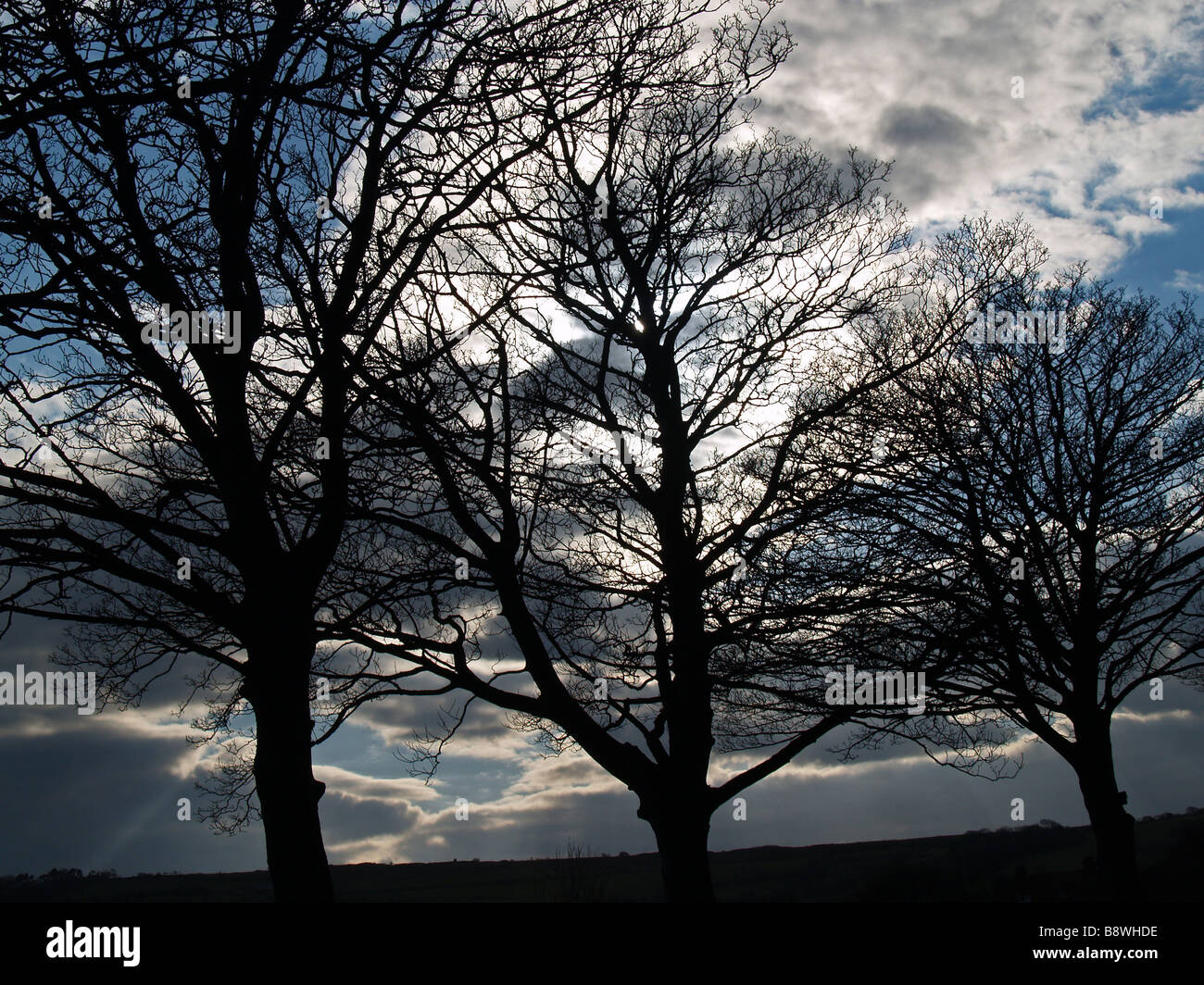 A line of trees in winter, England Stock Photo - Alamy