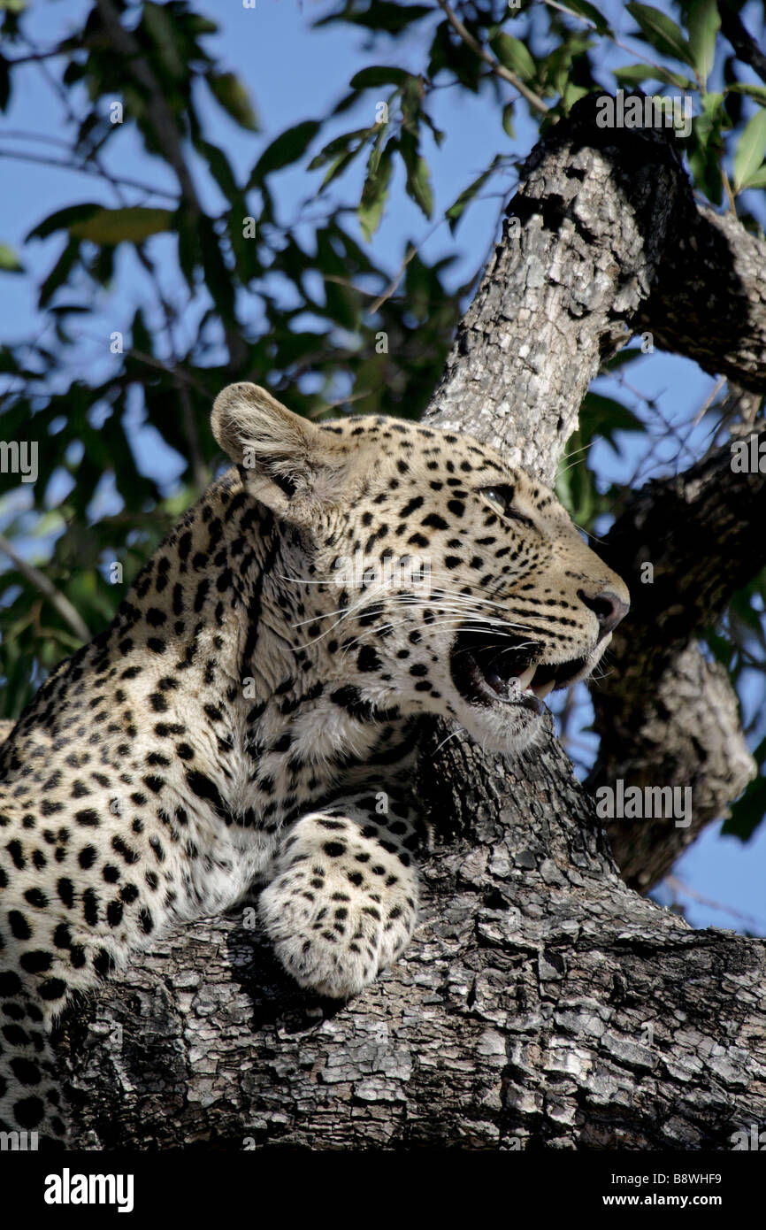 Female Leopard (wild) resting in a tree Stock Photo - Alamy