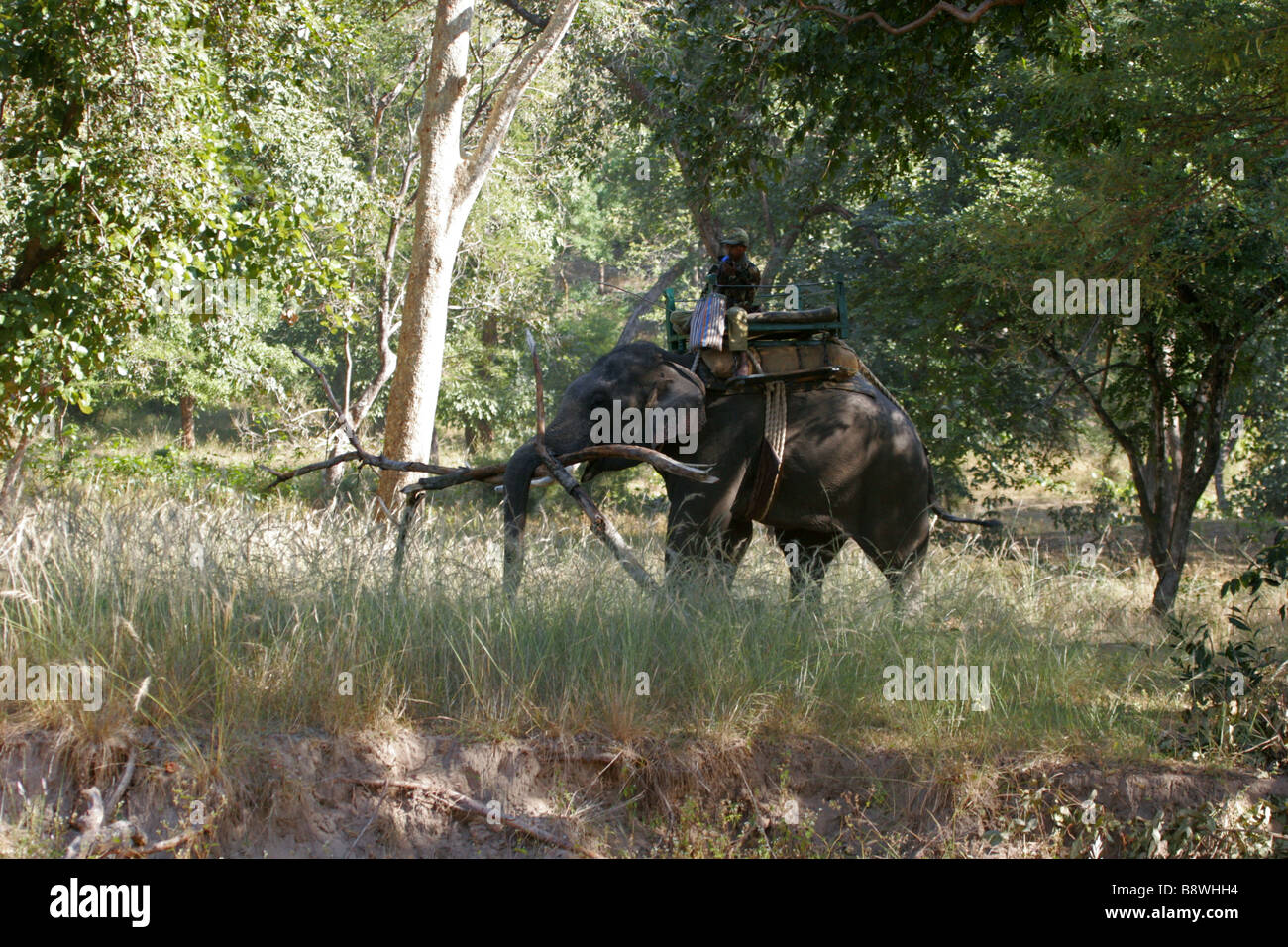 Asian Elephant Elephas maximus single adult carrying logs in forest ...