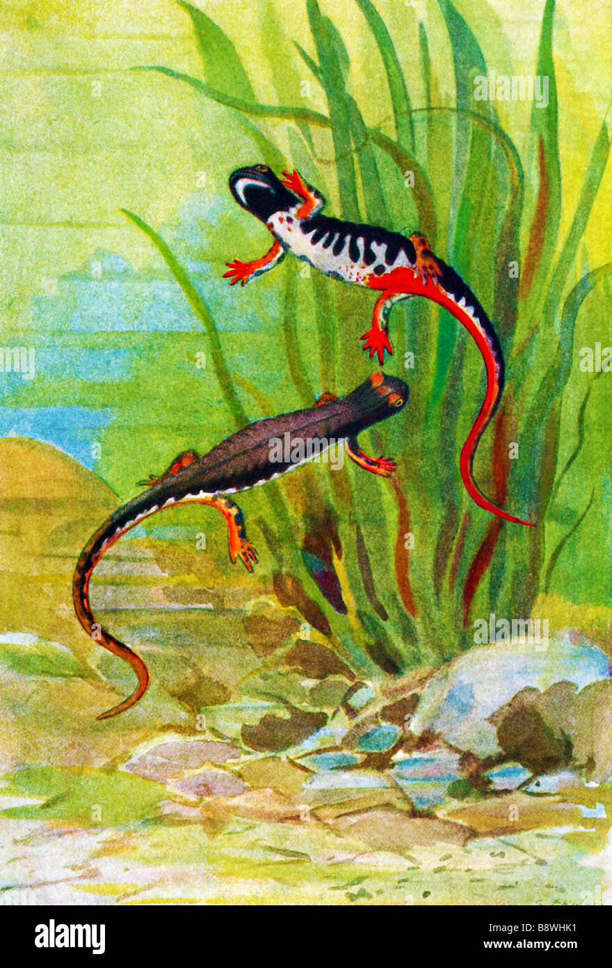 Spectacled Salamander (Salamandrina terdigitata Stock Photo - Alamy