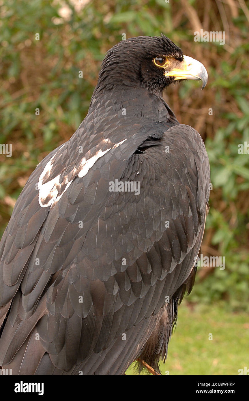 Aigle De Verreaux Verreaux's Eagle Aquila Verreauxii Species