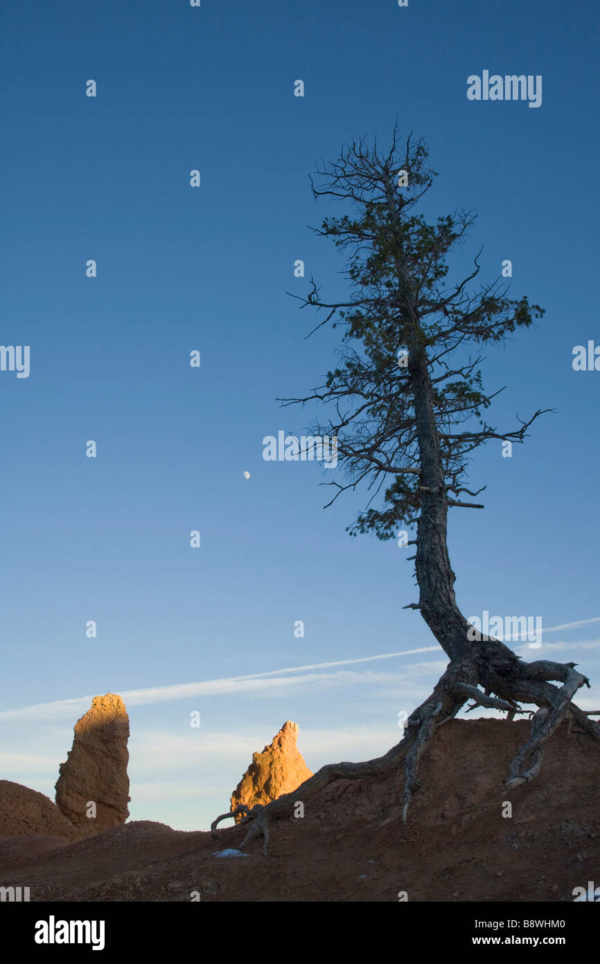 Venerable tree along the Queens Garden Trail in Bryce Amphitheater in ...