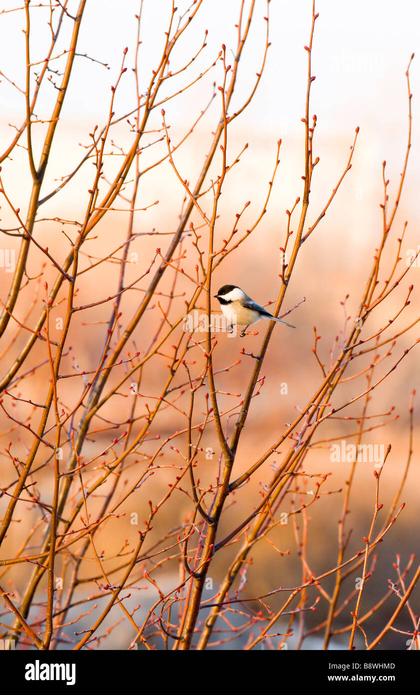 Black Capped Chickadee on spring branch Stock Photo - Alamy