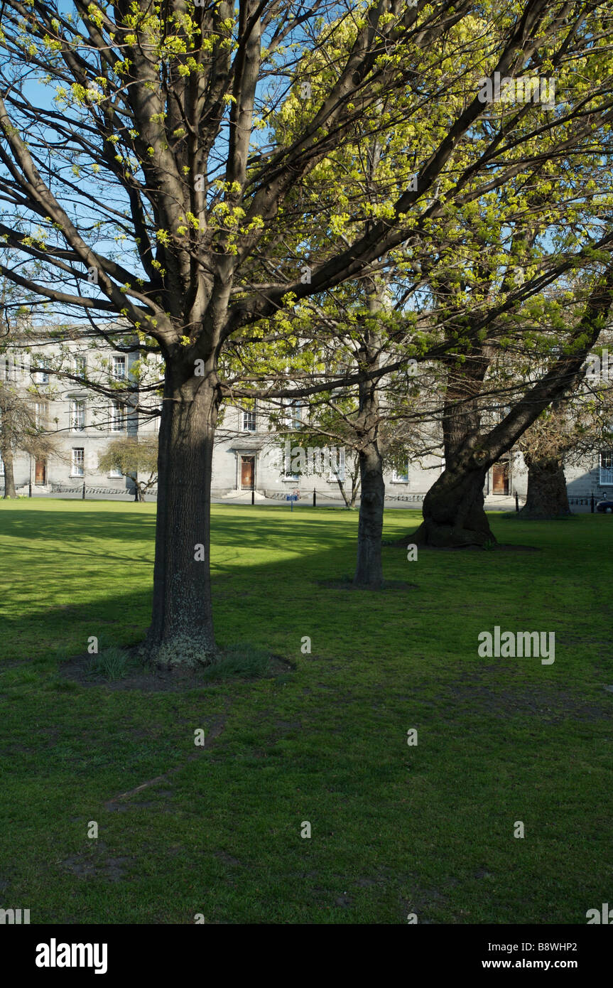 Trees in Trinity College, Dublin, Ireland. A university in Dublin Stock ...