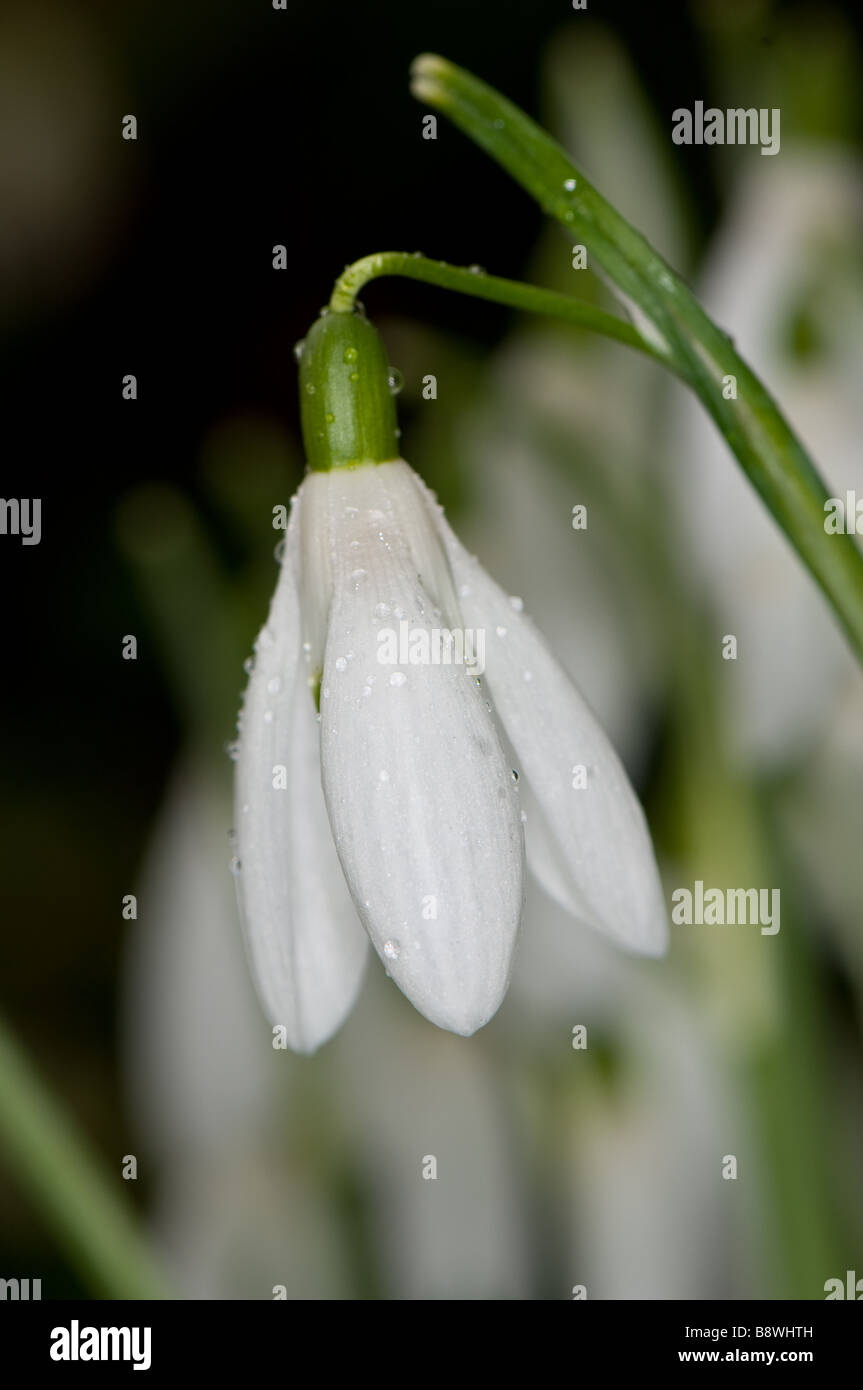 Snowdrop with water droplets hi-res stock photography and images - Alamy