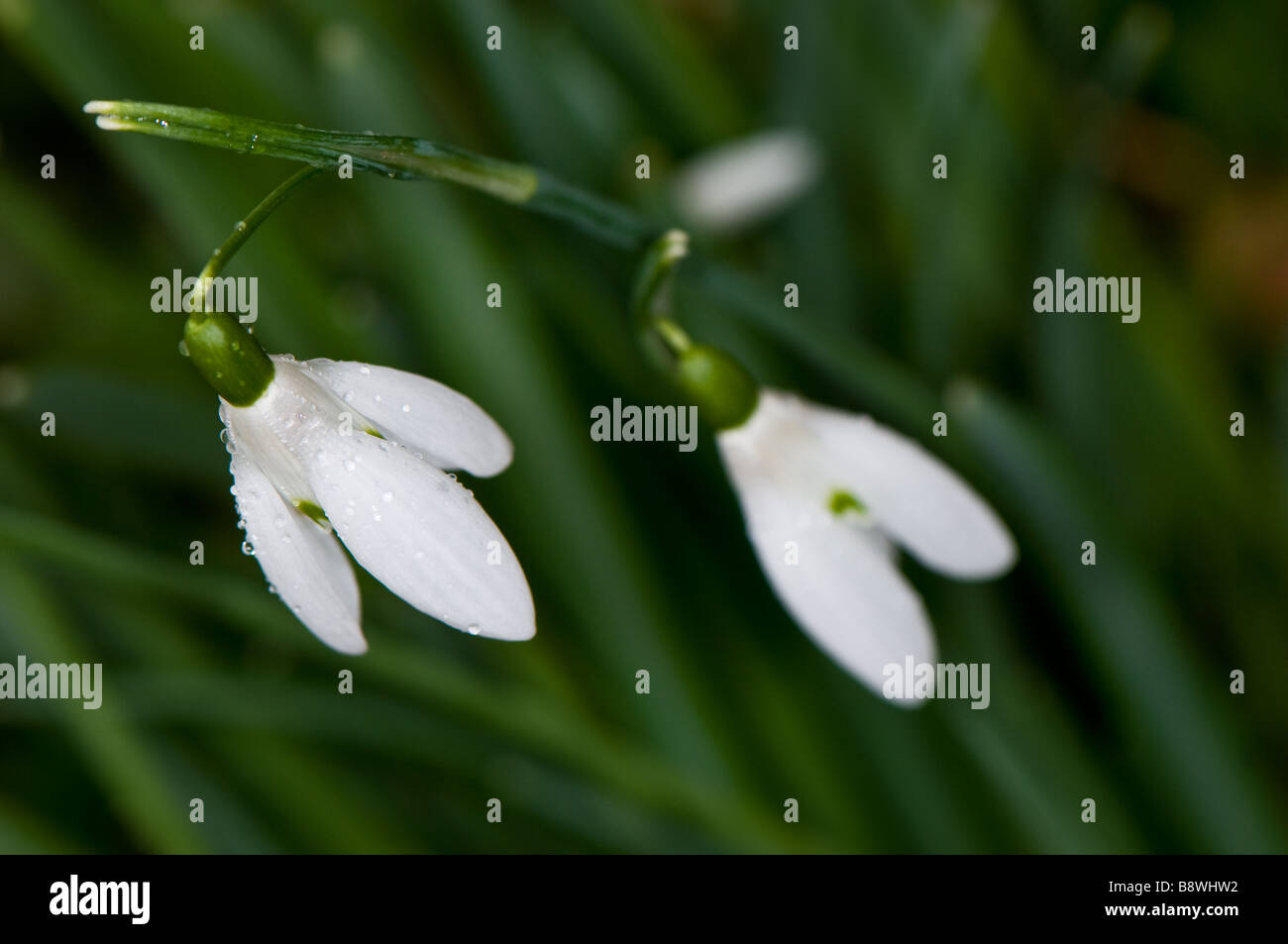 Snowdrop with water droplets hi-res stock photography and images - Alamy