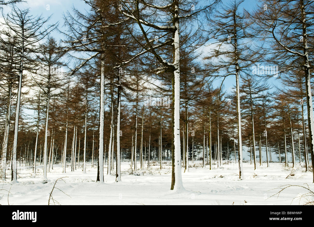Conifers with snow hi-res stock photography and images - Alamy