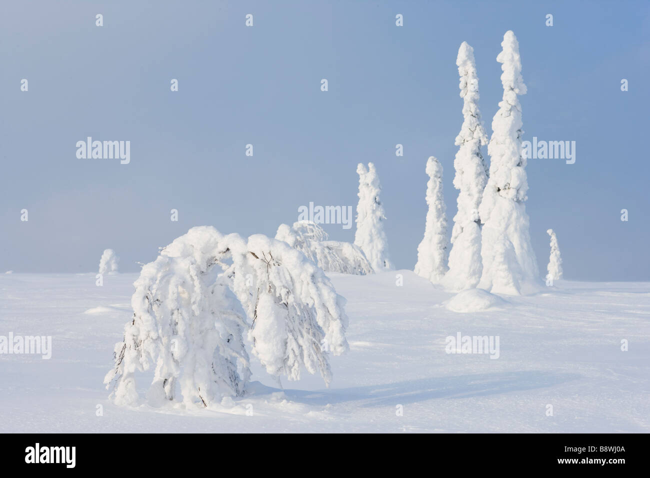 Snow laden trees Stock Photo - Alamy