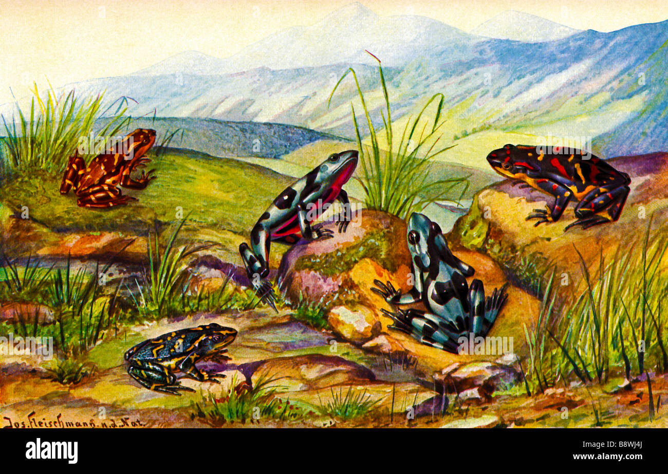 Costa Rican Variable Harlequin Toad (Atelopus varius),clown frog Stock ...