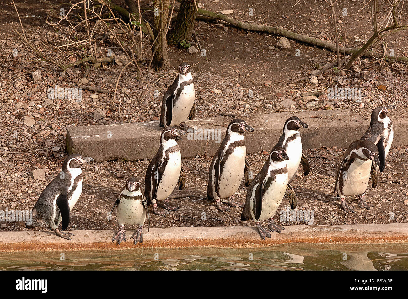 Dudley zoo penguins hi-res stock photography and images - Alamy