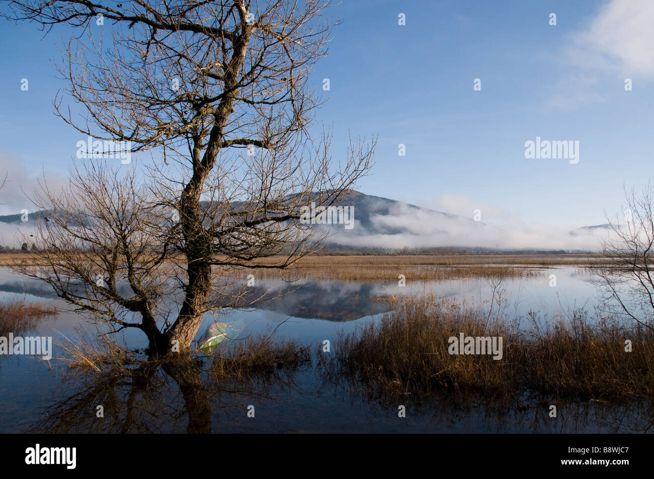 A tree near Cerknica lake in Slovenia, you can see the mountain ...