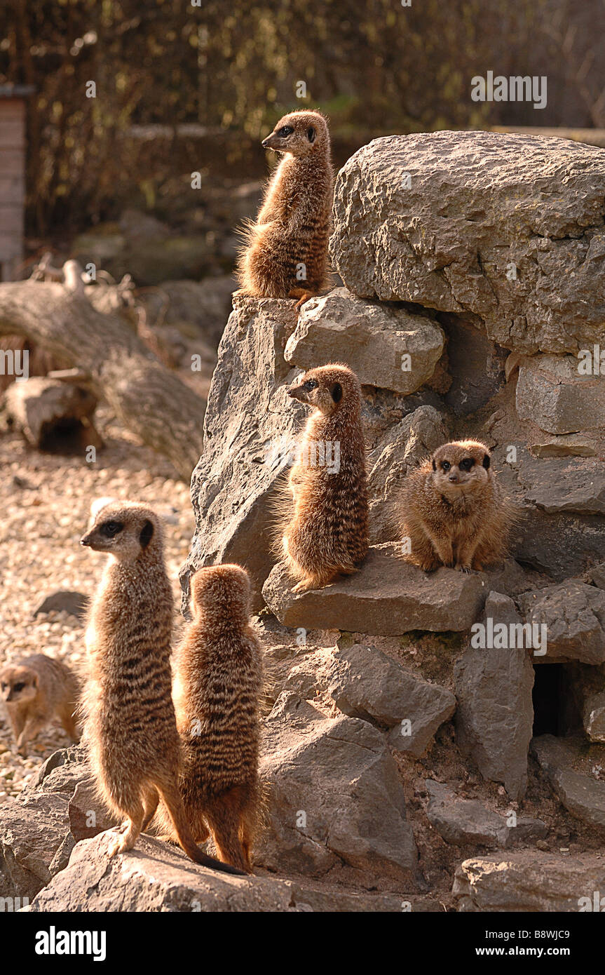 A clan of Meerkats Stock Photo - Alamy