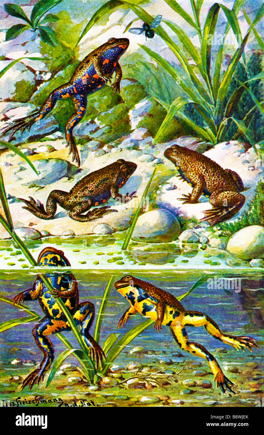 European Fire-bellied Toad, Bombina bombina Stock Photo - Alamy