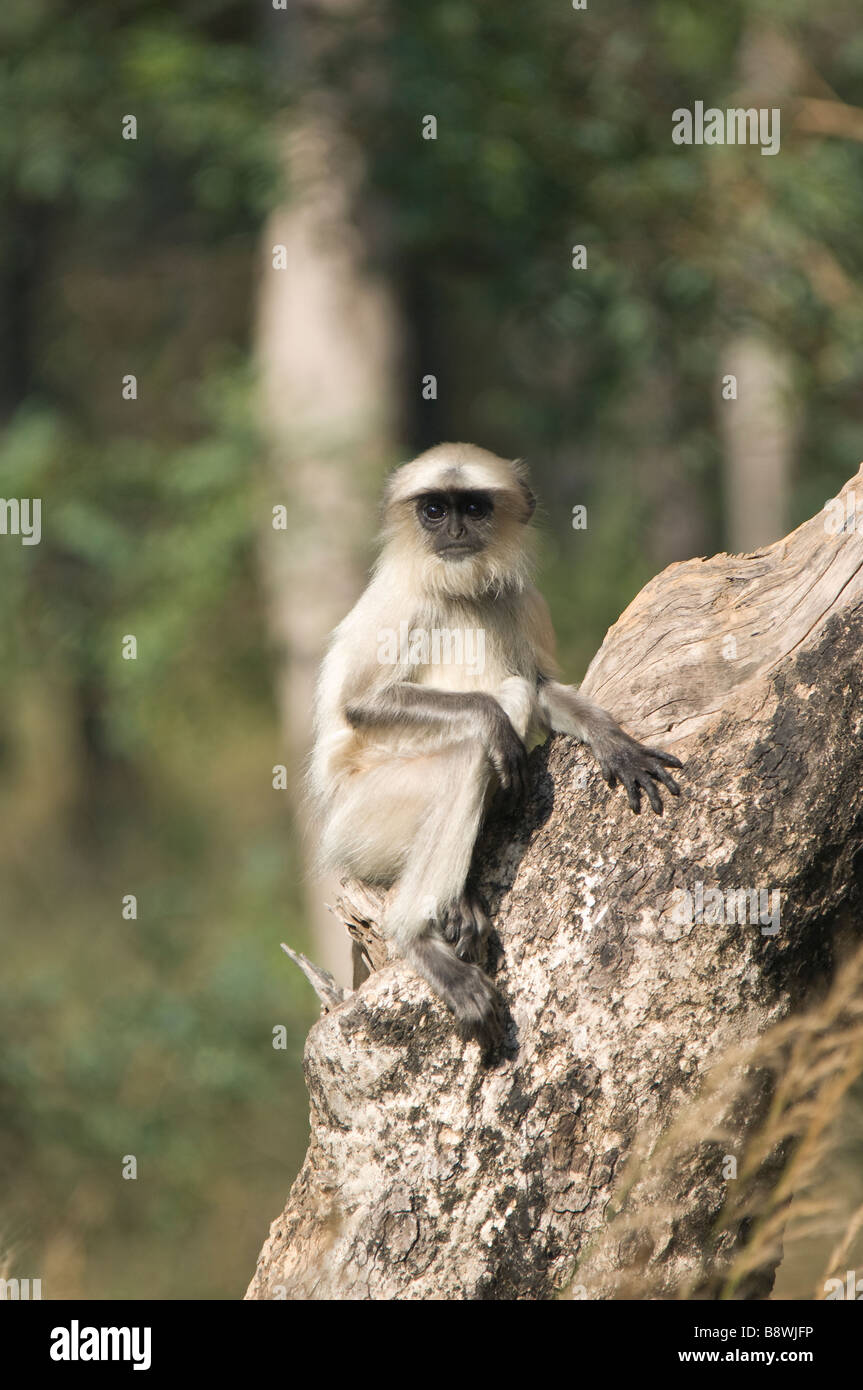 Hanuman Langur, India Stock Photo - Alamy
