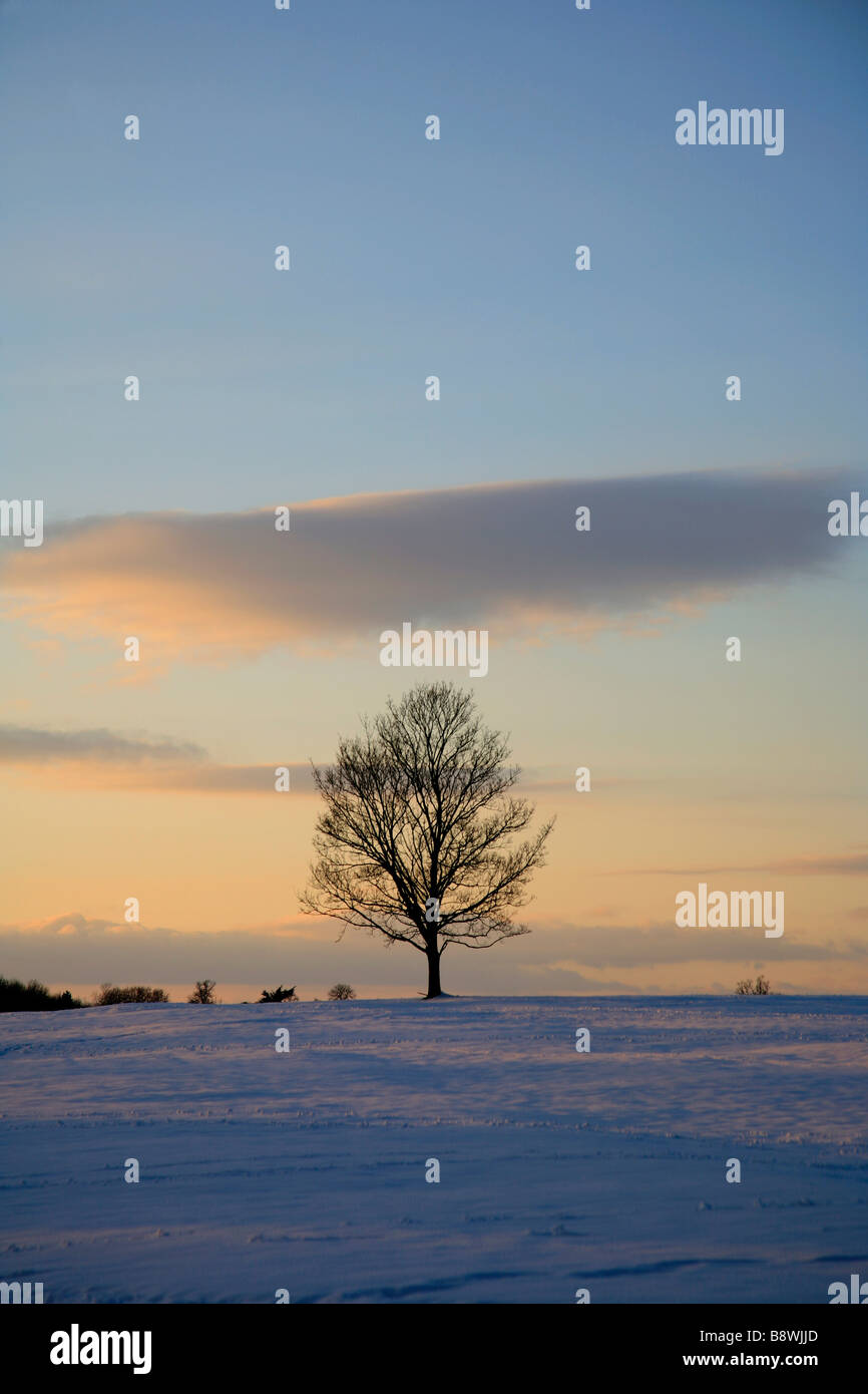 Landscape Winter Snow Scene Trees in English Woodland New Forest ...