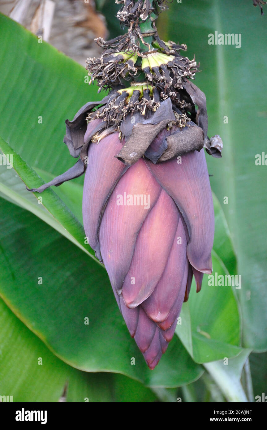 Banana Plant - Musaceae Stock Photo - Alamy