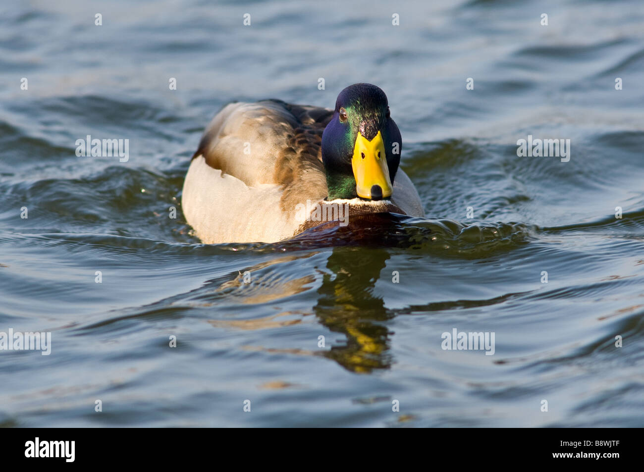 Male duck anas platyrhynchos hi-res stock photography and images - Alamy