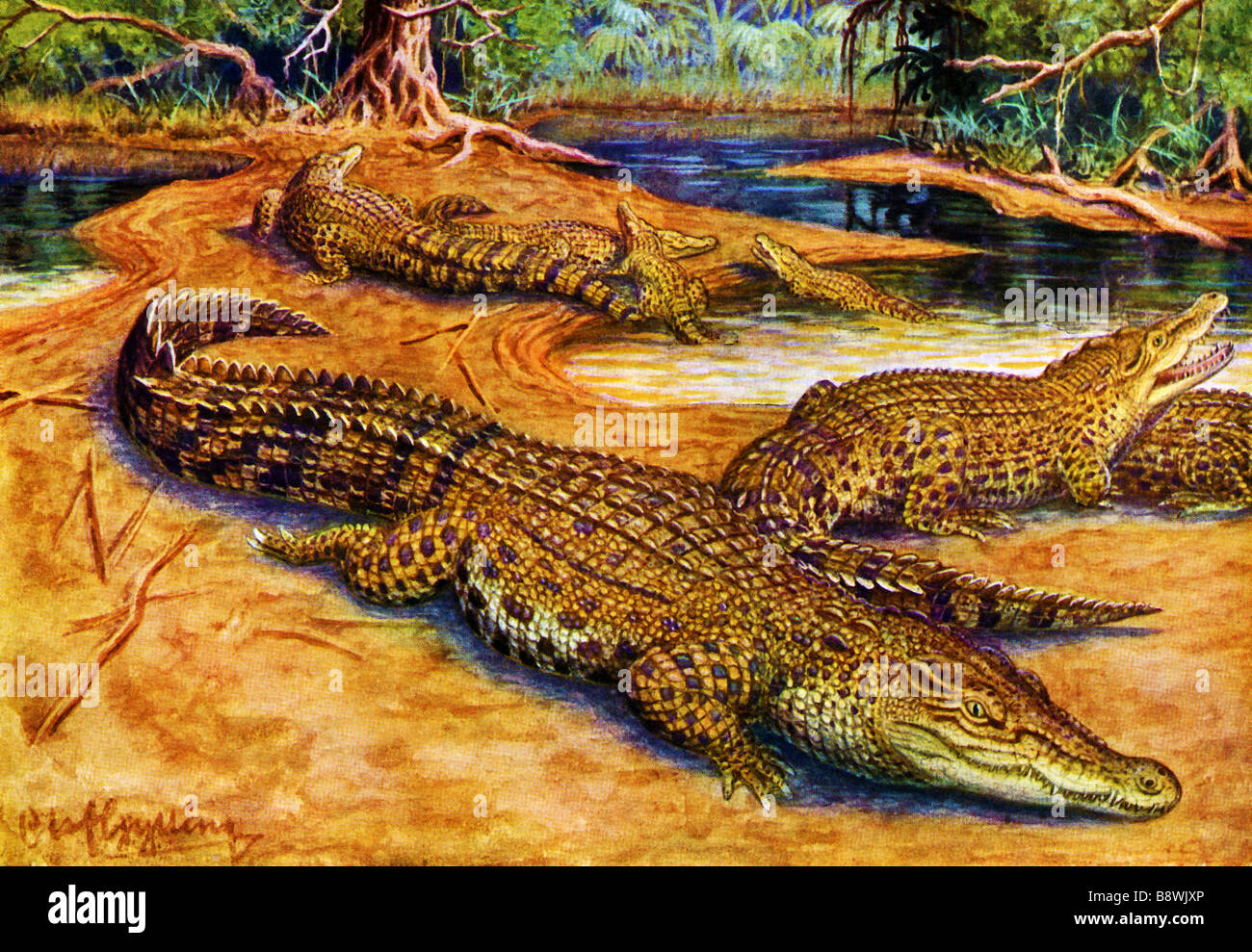 Saltwater estuarine crocodile (Crocodylus porosus Stock Photo - Alamy