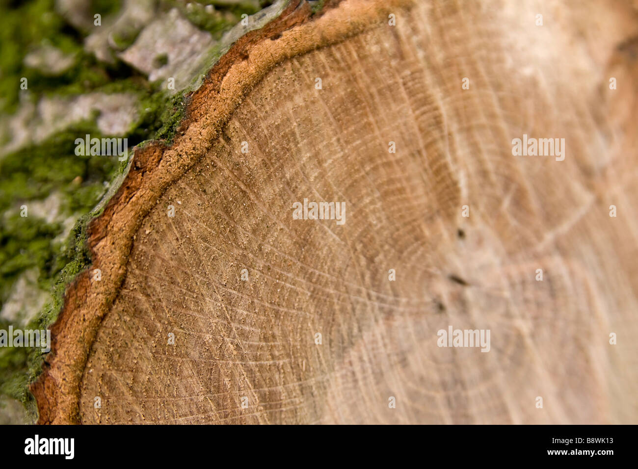 Felled tree showing bark and annular rings Stock Photo - Alamy
