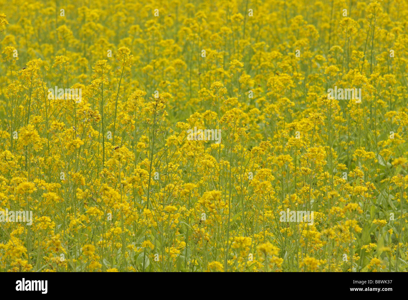 Rapeseed flowers bloom in field Stock Photo - Alamy