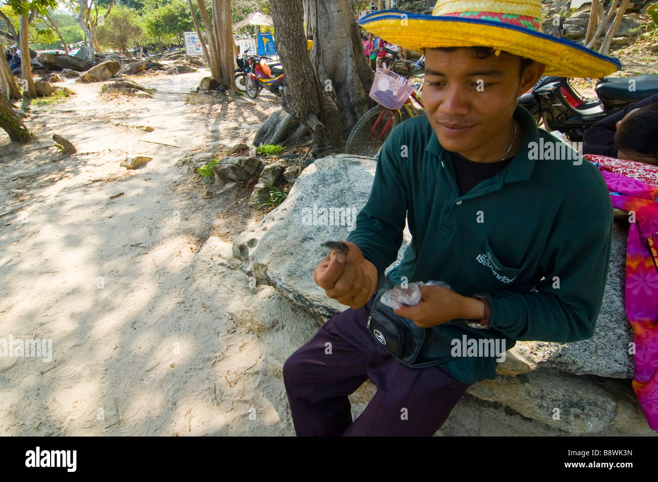 Thai man contemplating grasshopper to eat on Koh Samet Island, Thailand ...