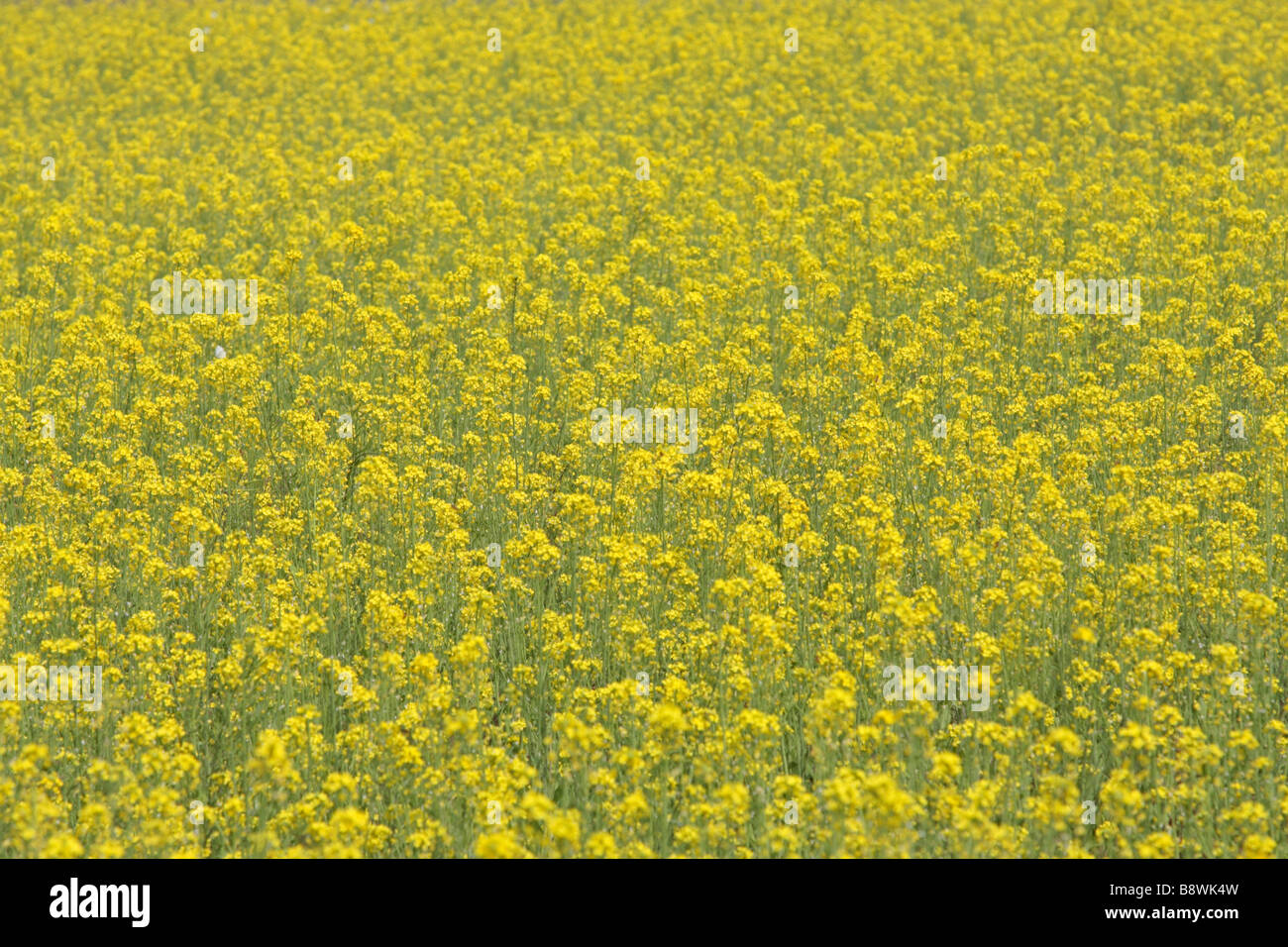 Rapeseed flowers bloom in field Stock Photo - Alamy