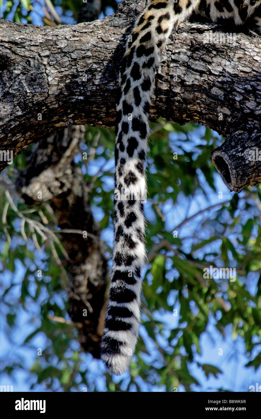 Female Leopard's tail hanging down from a tree (wild Stock Photo - Alamy