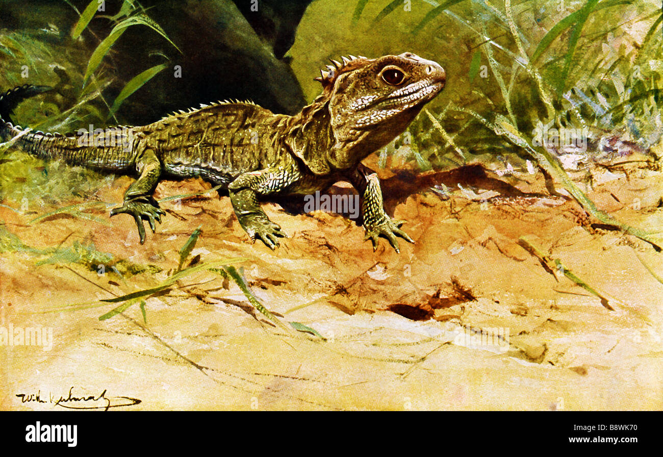 tuatara, Sphenodon punctatus Stock Photo - Alamy