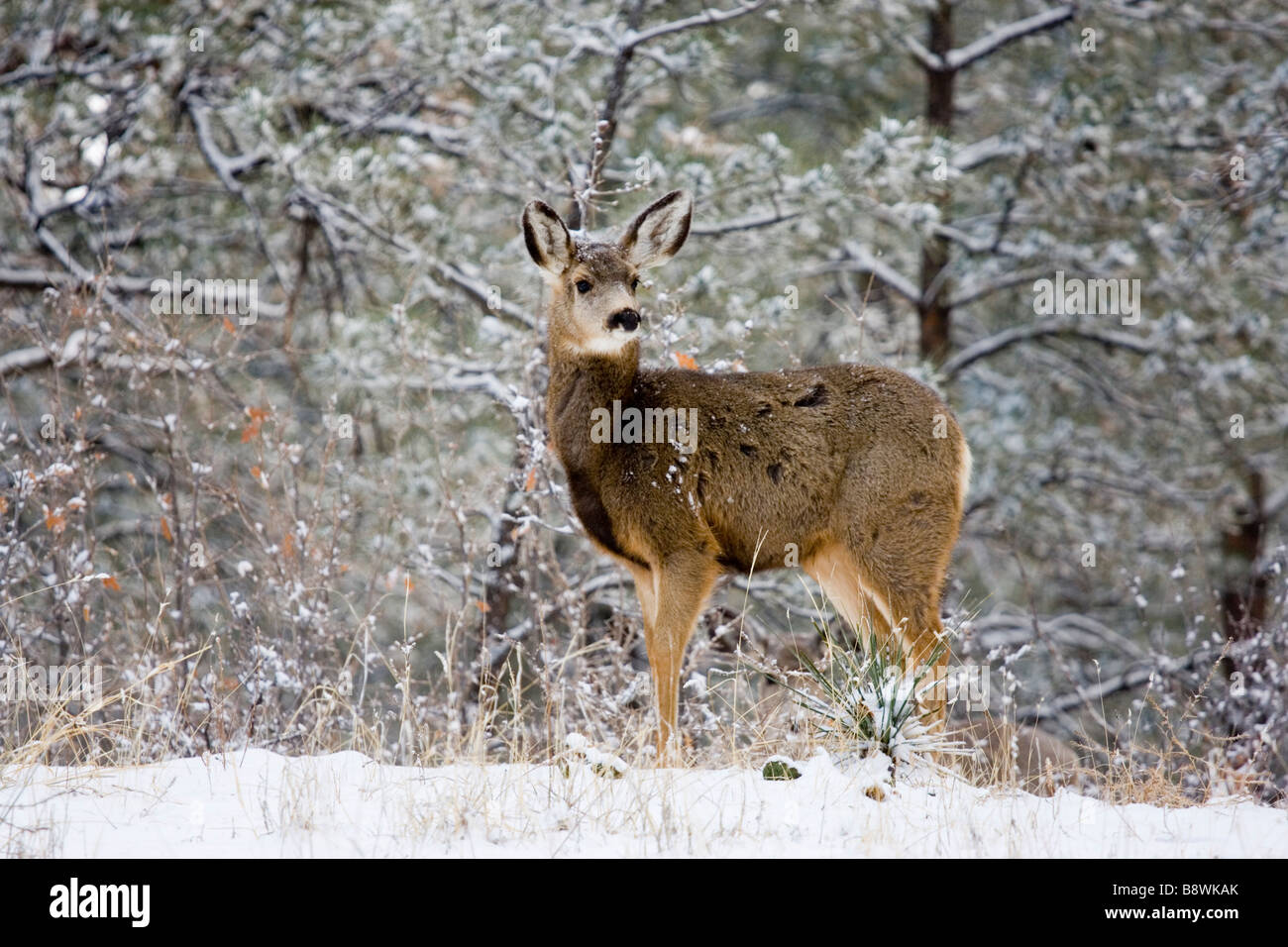 Mule deer rack hi-res stock photography and images - Alamy